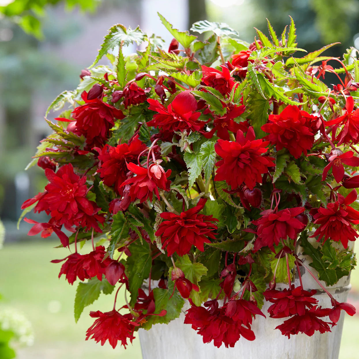 Bégonia Pendula Rouge | Prestige Amaryllis | Bulbes Fleurs