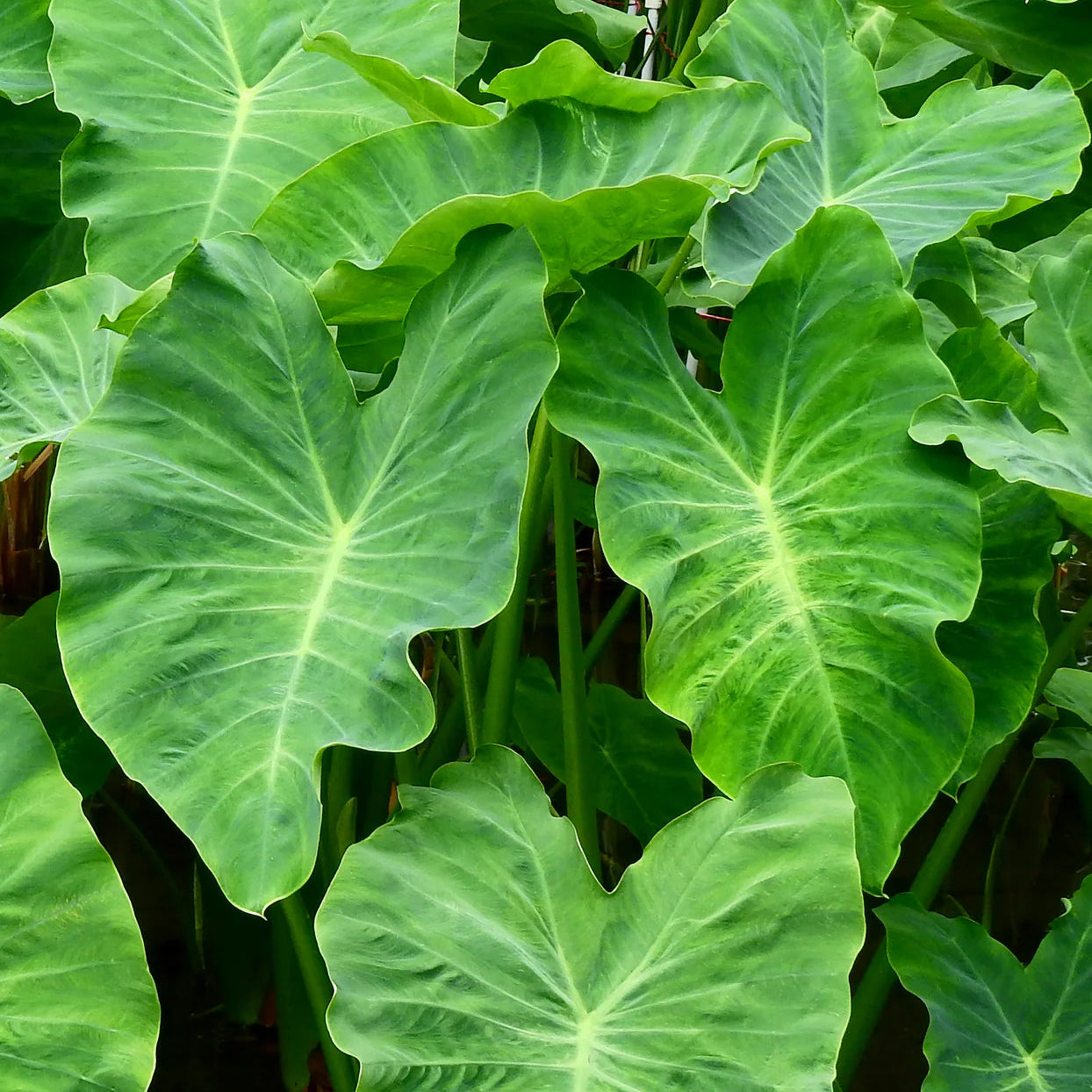 Colocasia esculenta coco | Prestige Amaryllis | Bulbes