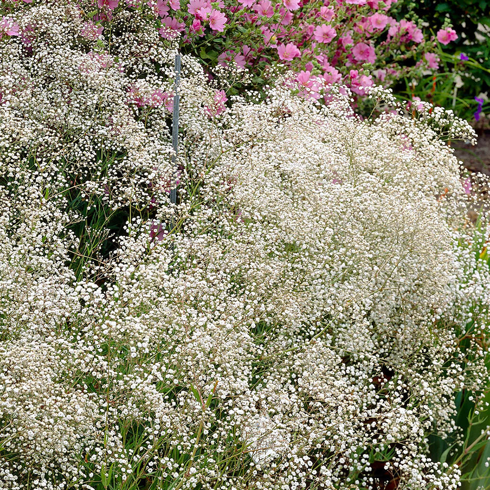 Gypsophile 'Paniculata' | Prestige Amaryllis | Achat en ligne